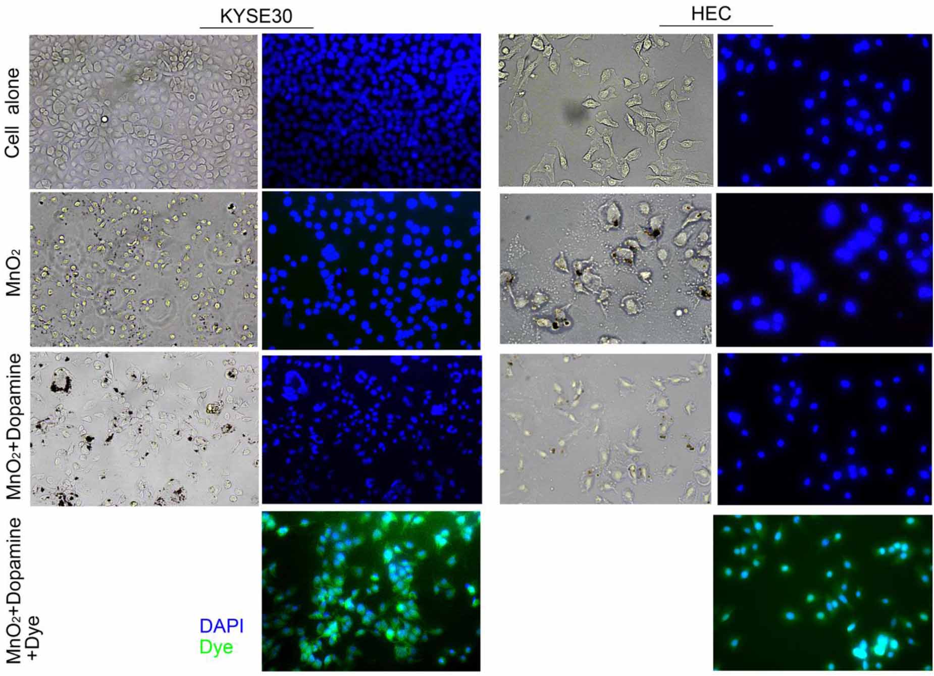 Development of MnO2 hollow nanoparticles for potential drug delivery ...