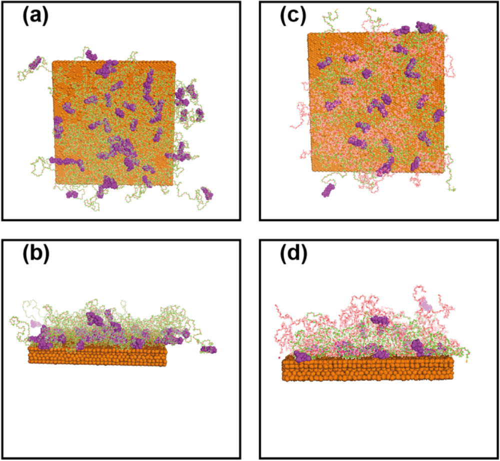 Atomistic simulations of gold surface functionalization for nanoscale ...