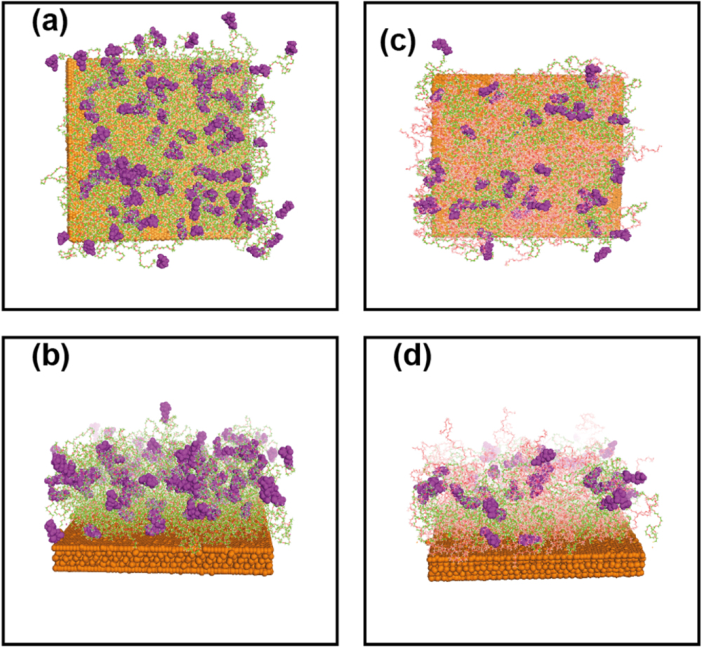 Atomistic simulations of gold surface functionalization for nanoscale ...