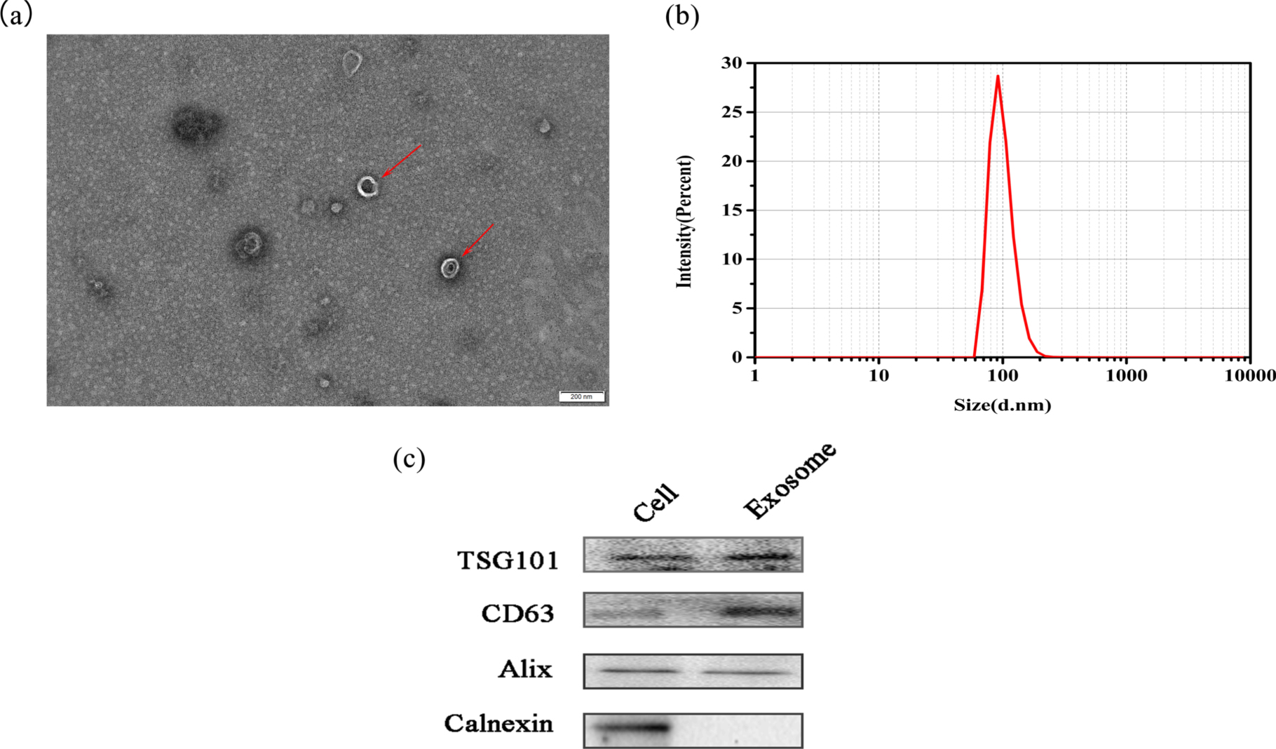 Construction of an exosome-functionalized graphene oxide based ...