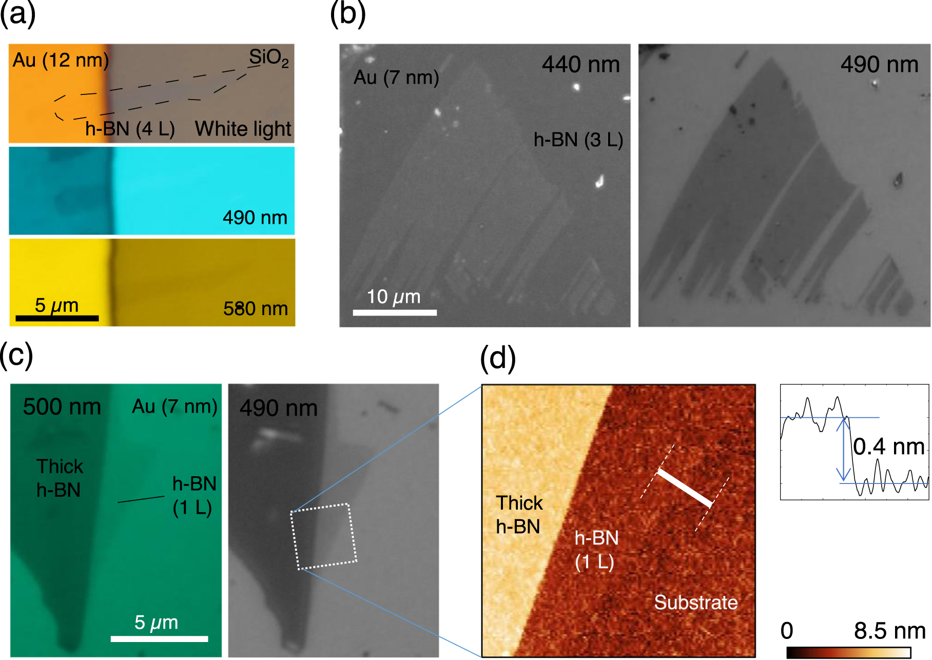 Visualization of a hexagonal boron nitride monolayer on an ultra-thin ...