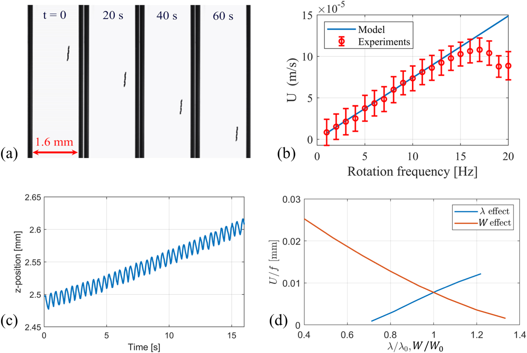 Fabrication of magnetic helical microribbons made of nickel thin films ...