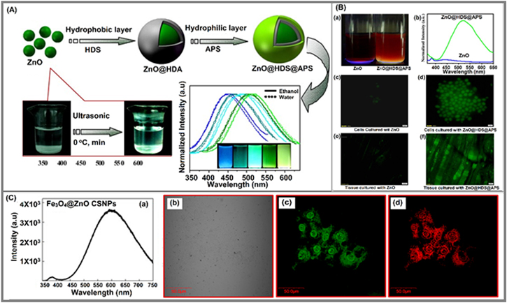 Multifunctional ZnO nanostructures: a next generation nanomedicine for ...