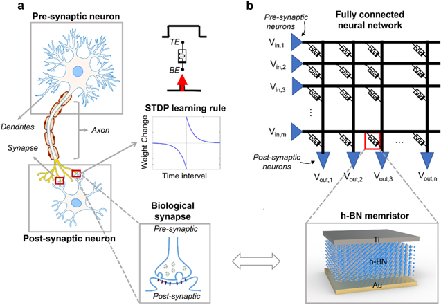 Unsupervised learning in hexagonal boron nitride memristor-based spiking neural networks ...