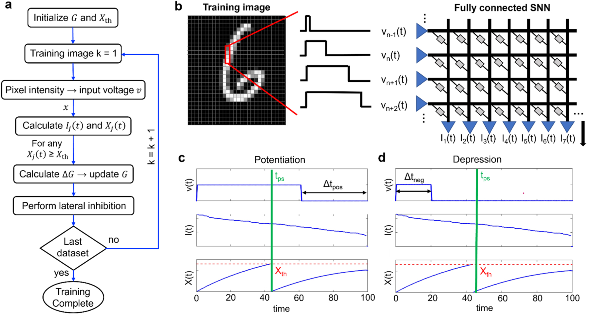 Unsupervised learning in hexagonal boron nitride memristor-based spiking neural networks ...