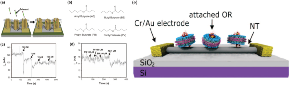 Nanowire biosensors with olfactory proteins: towards a genuine ...
