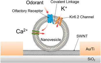 Nanowire biosensors with olfactory proteins: towards a genuine ...