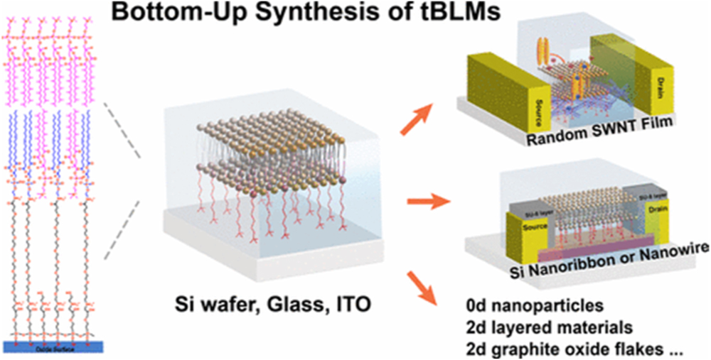 Nanowire biosensors with olfactory proteins: towards a genuine ...
