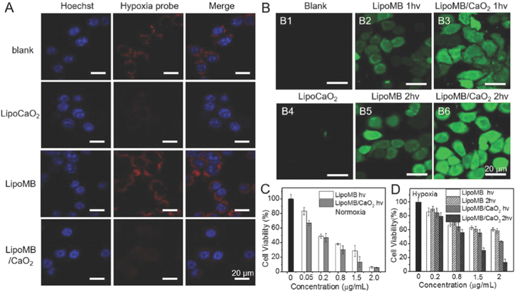 CaO2 nanomedicines: a review of their emerging roles in cancer therapy ...