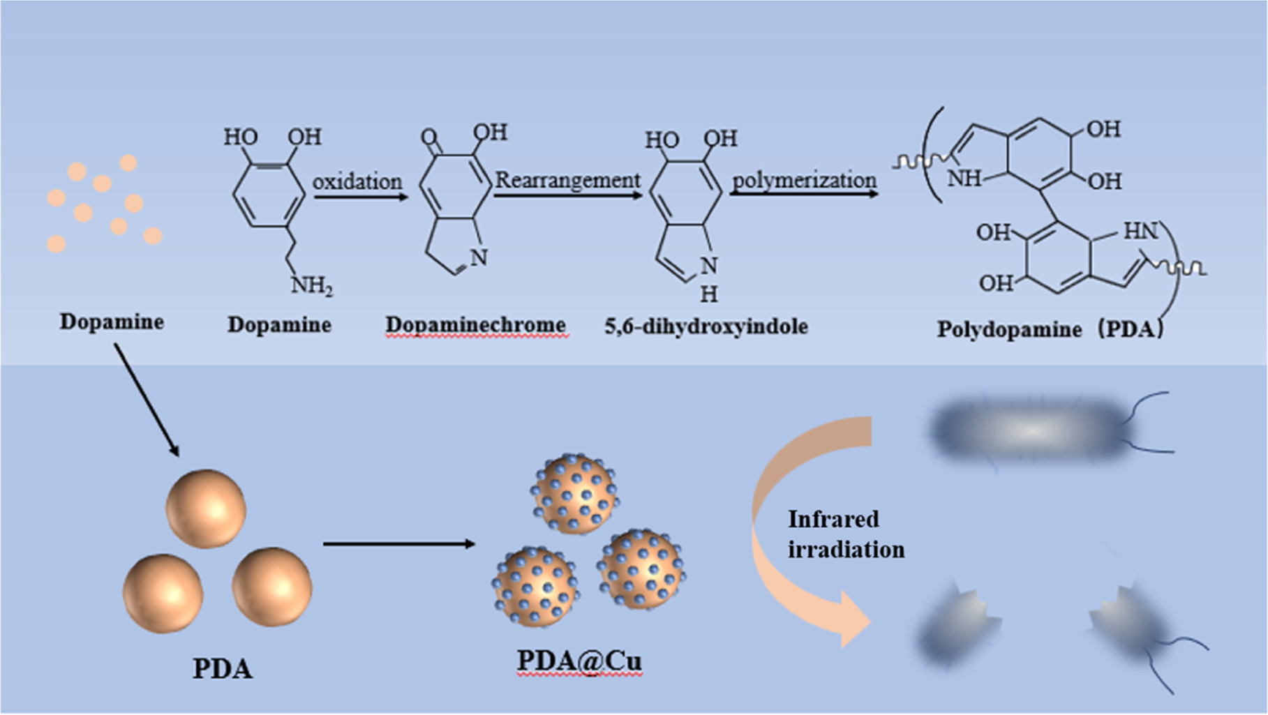 Synergistic antibacterial attributes of copper-doped polydopamine ...
