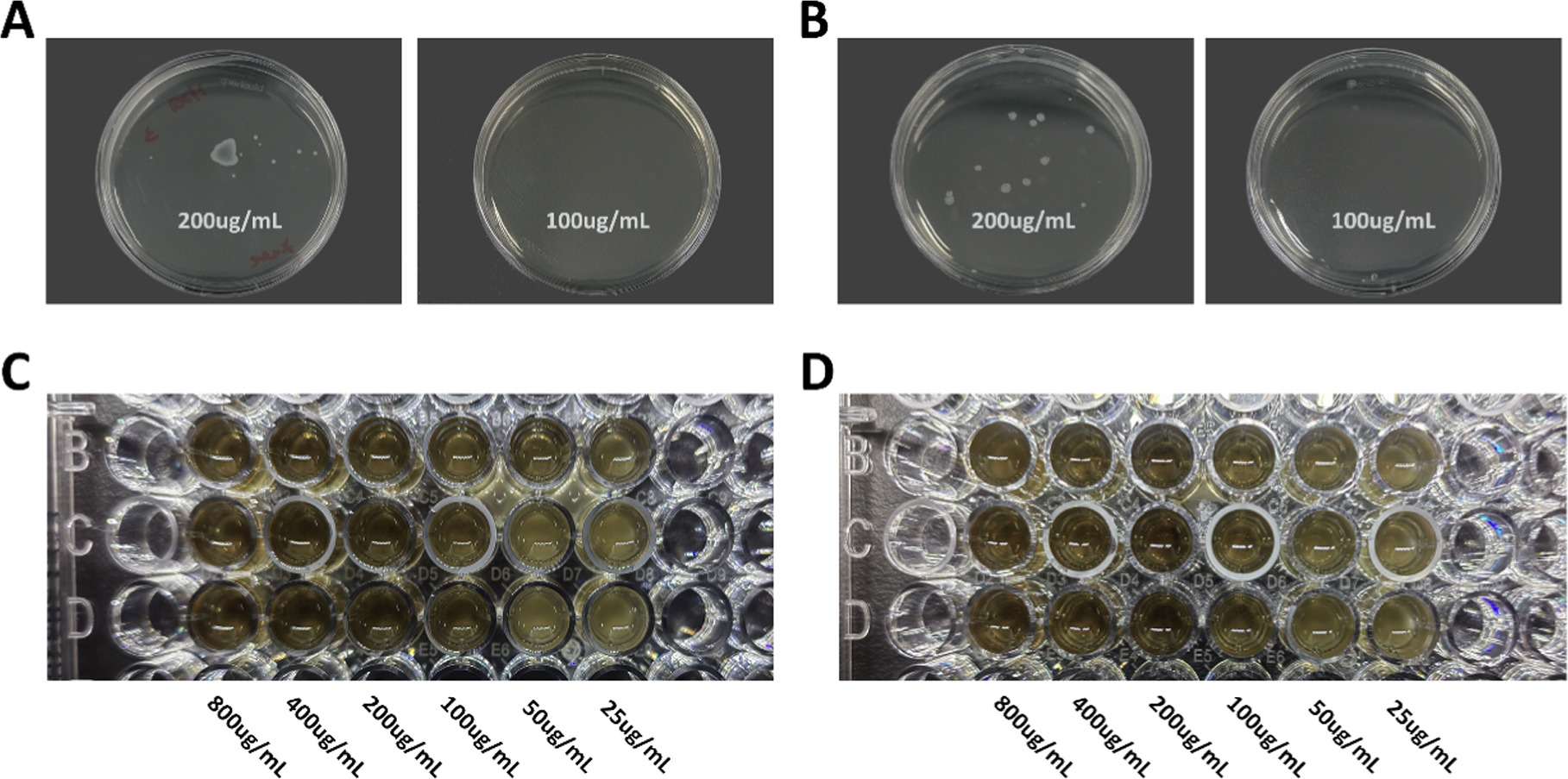 Synergistic antibacterial attributes of copper-doped polydopamine ...