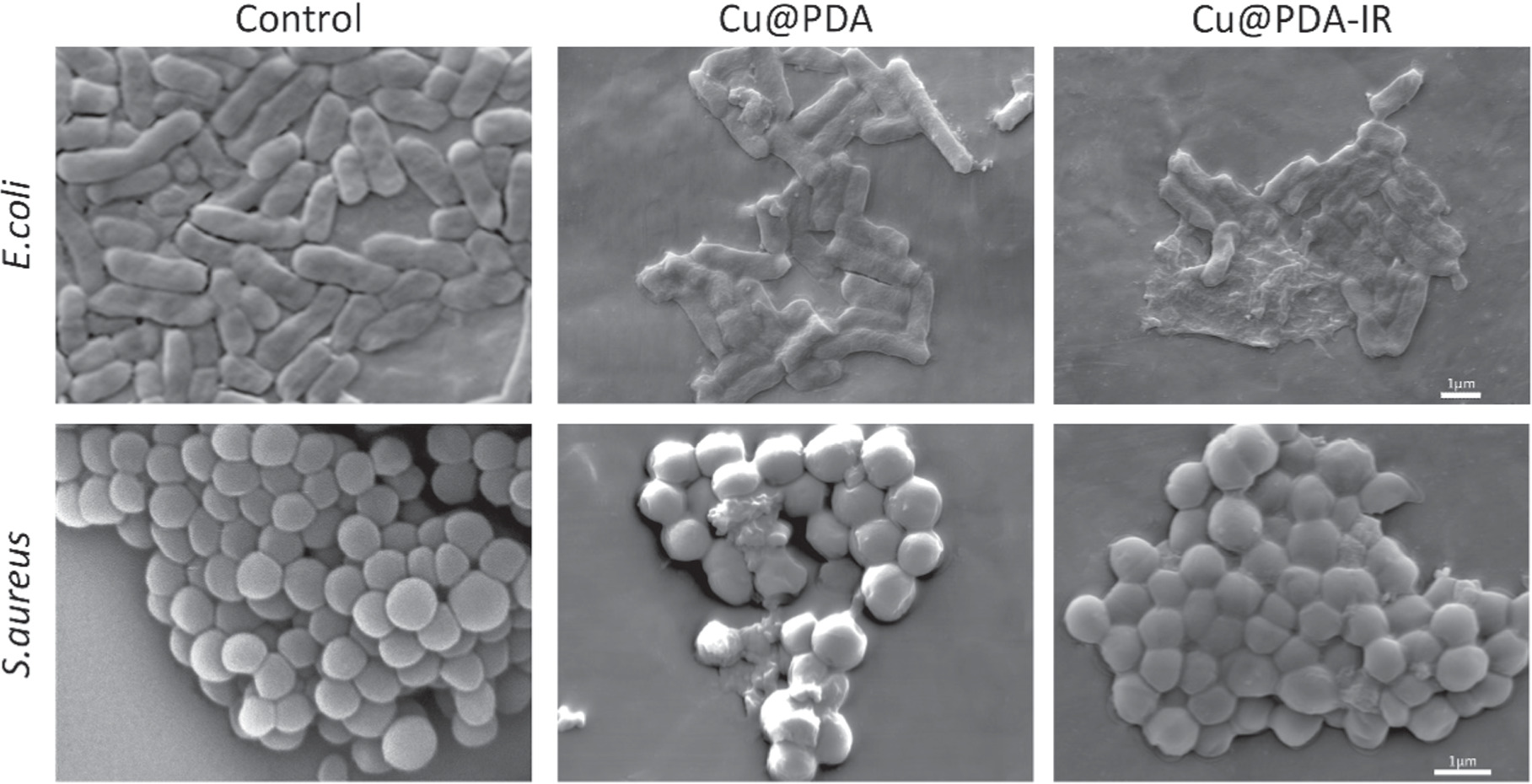 Synergistic antibacterial attributes of copper-doped polydopamine ...