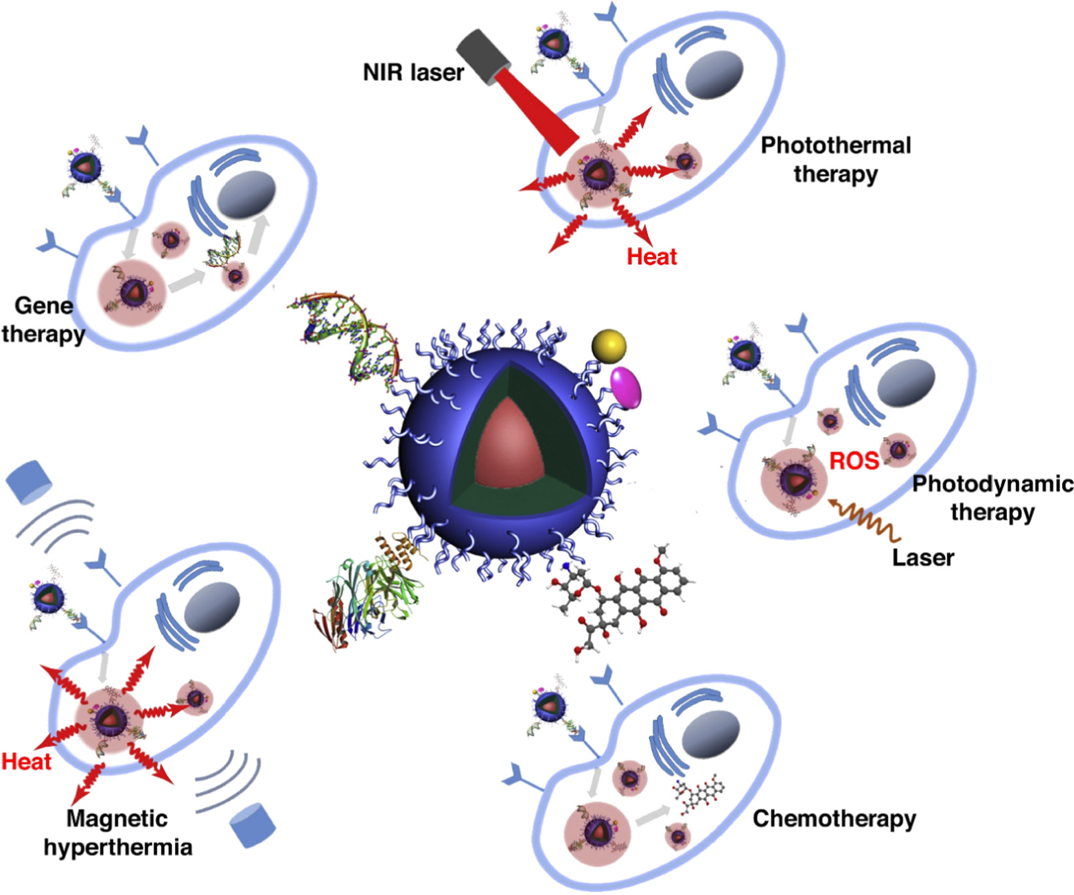 Fe3O4 SPIONs in cancer theranostics—structure versus interactions with ...