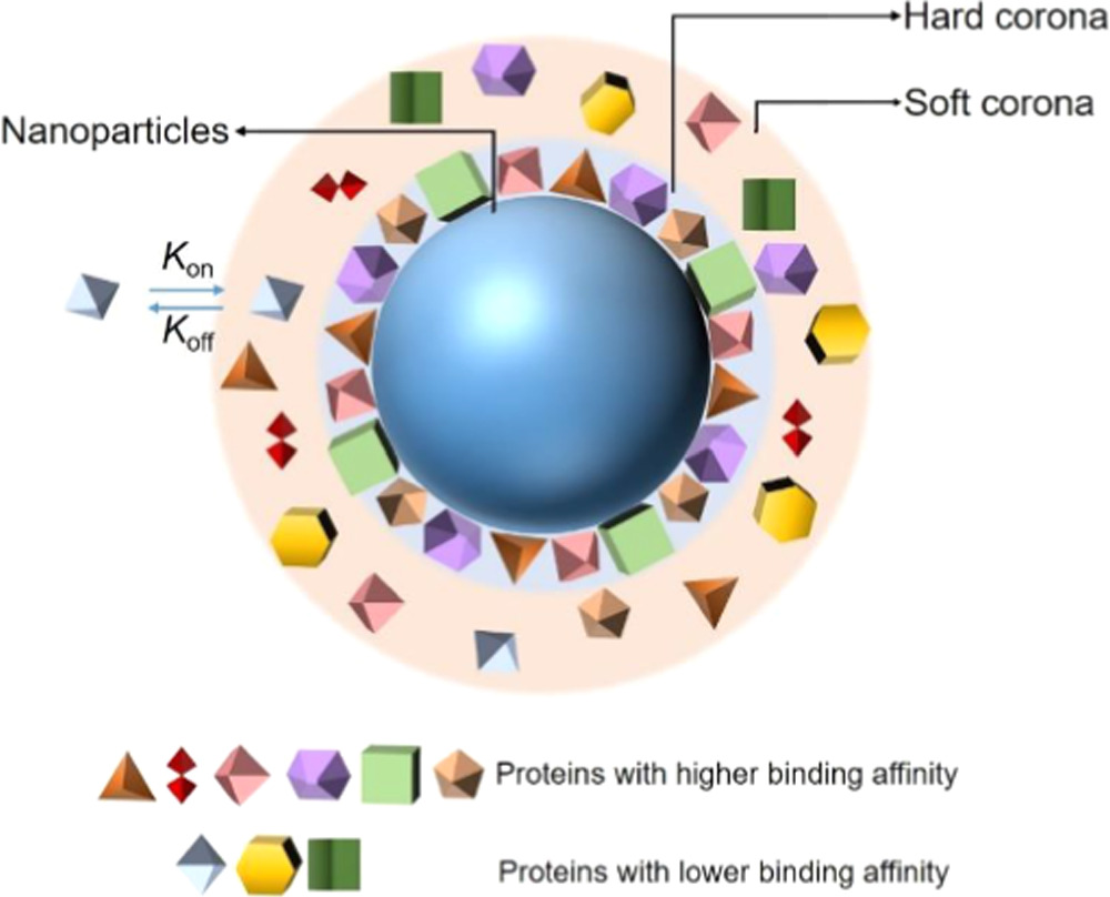 Fe3O4 SPIONs in cancer theranostics—structure versus interactions with ...