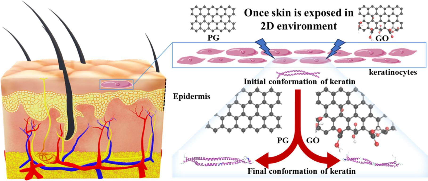 Nanotoxicity of two-dimensional nanomaterials on human skin and the ...