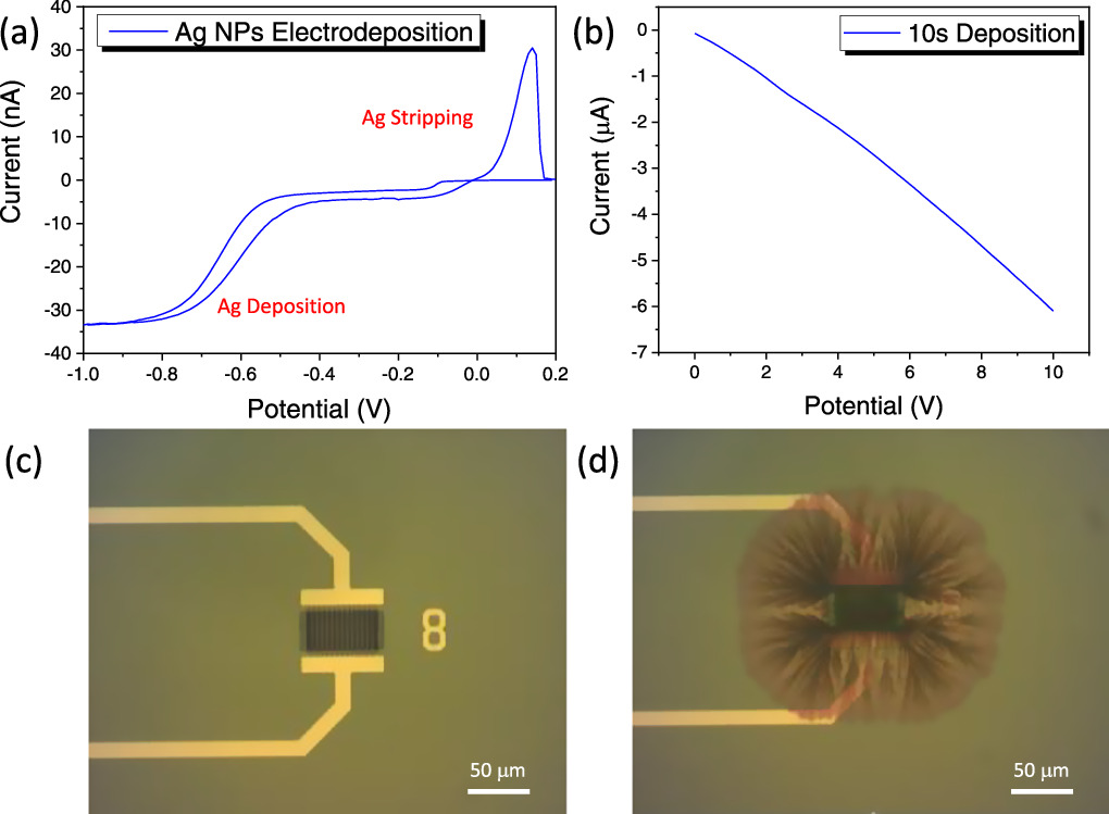 Electrochemical synthesis of 2D-silver nanodendrites functionalized ...