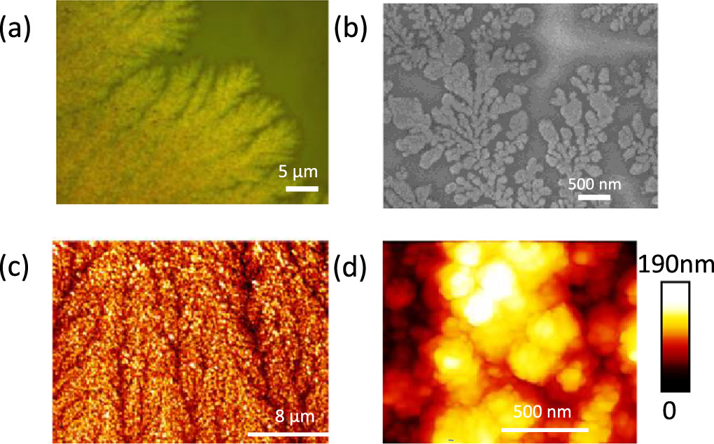 Electrochemical synthesis of 2D-silver nanodendrites functionalized ...