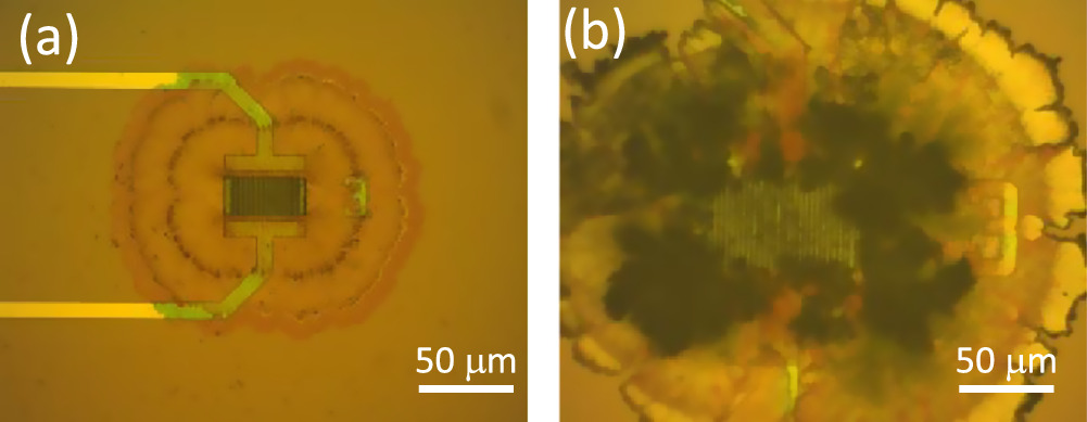 Electrochemical synthesis of 2D-silver nanodendrites functionalized ...