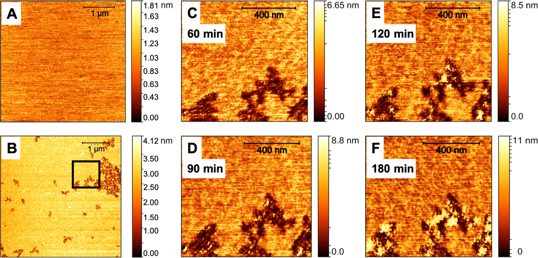 Localized surface plasmon resonance and atomic force microscopy study ...