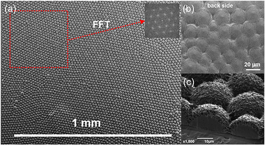 A compound eye-like morphology formed through hexagonal array of ...