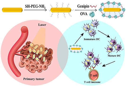 Near-infrared-II responsive ovalbumin functionalized gold-genipin ...