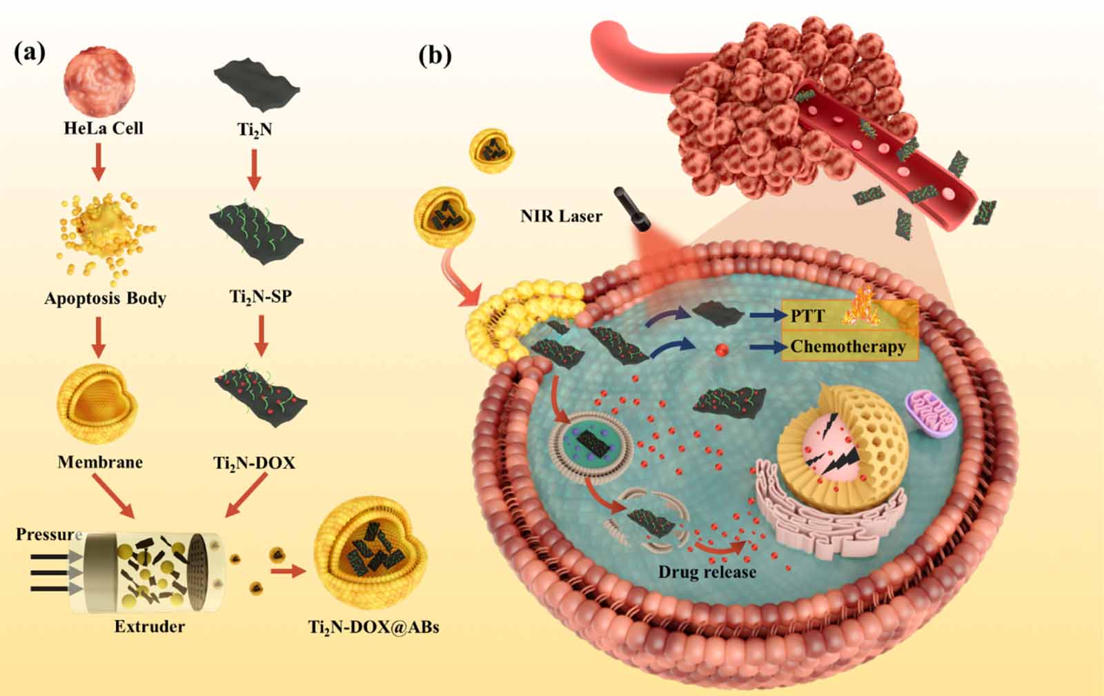 Apoptotic bodies encapsulating Ti2N nanosheets for synergistic chemo ...