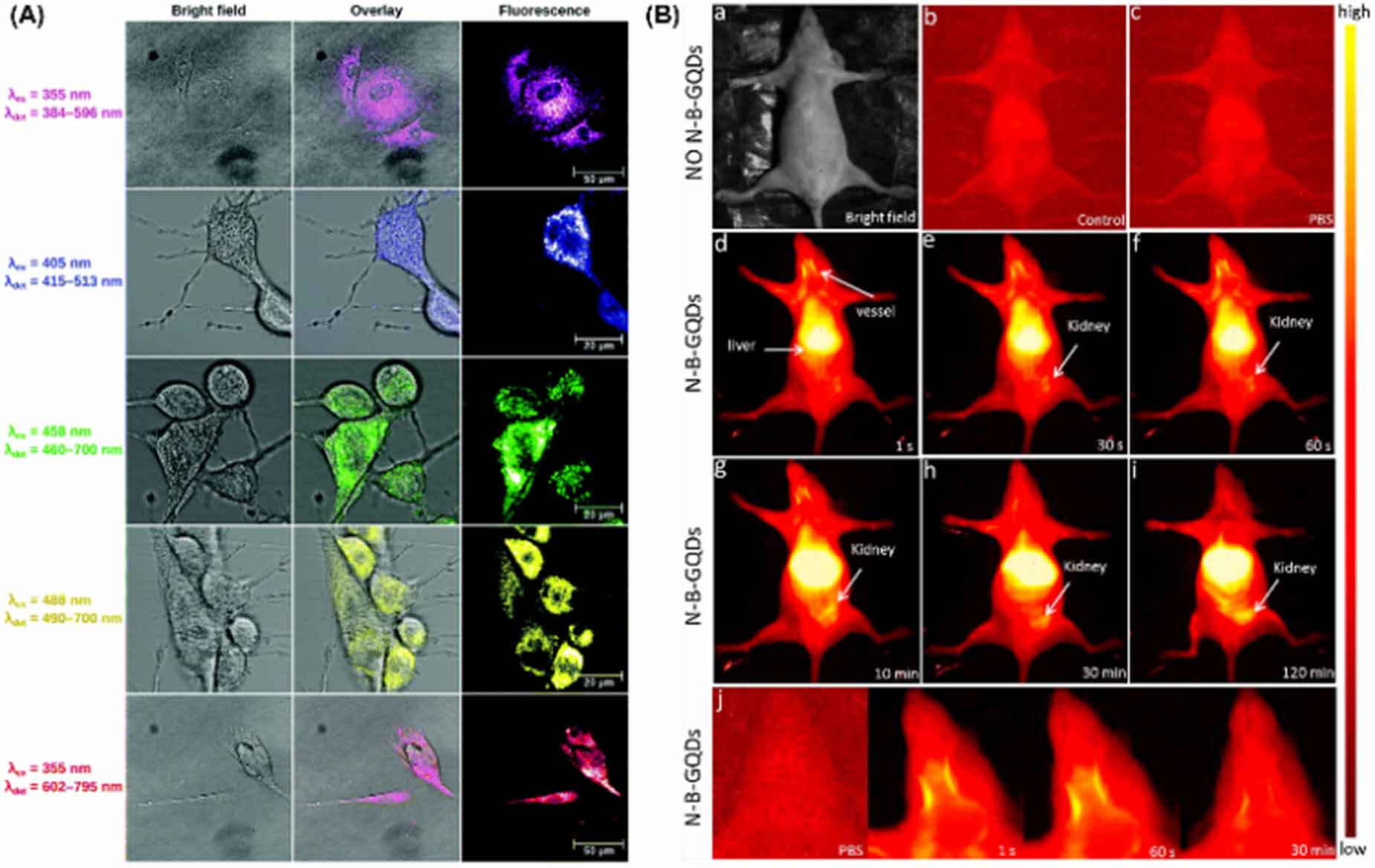 A review on synthesis, properties, and biomedical applications of ...