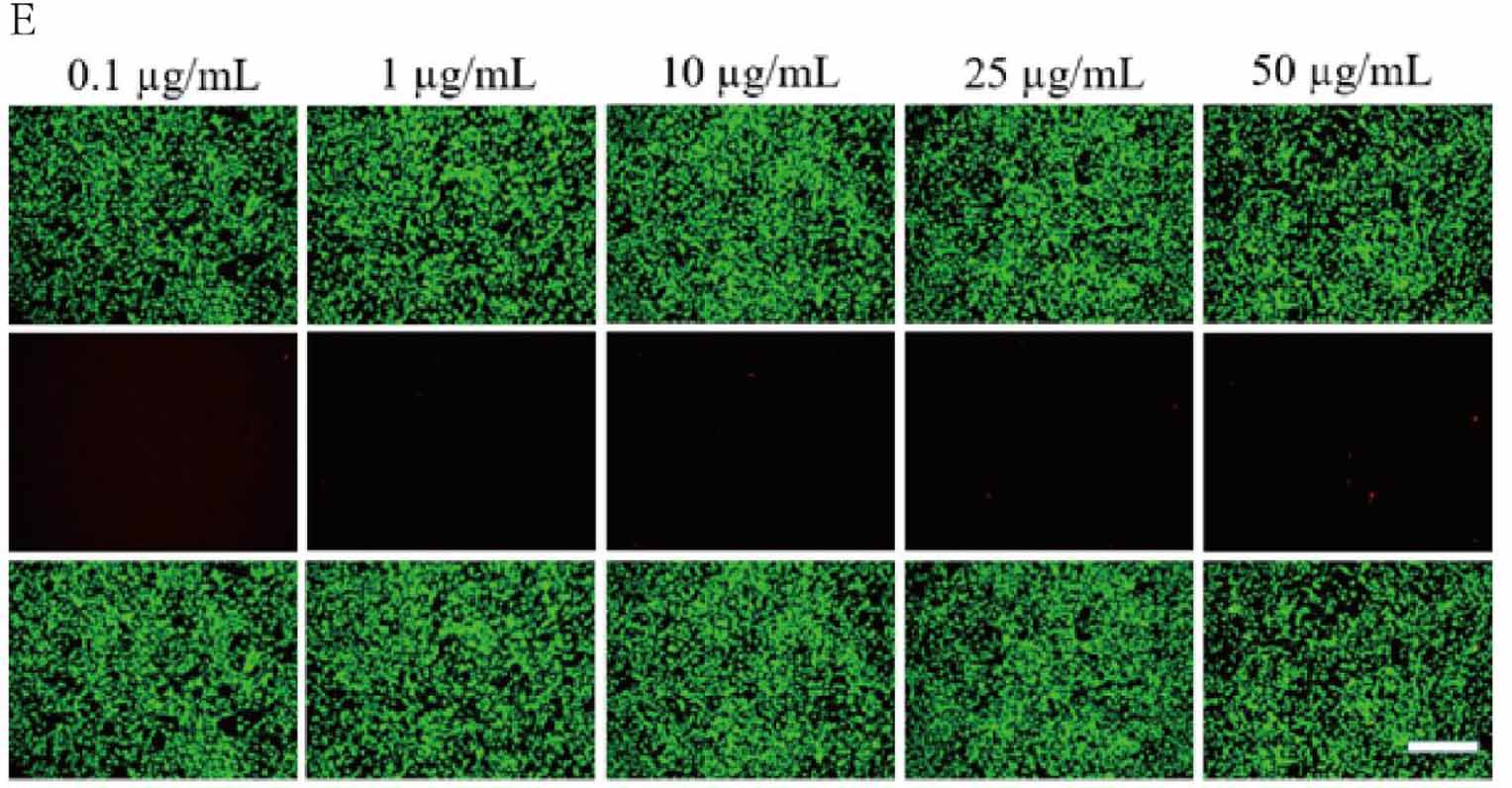 pH-sensitive and redox-responsive poly(tetraethylene glycol ...