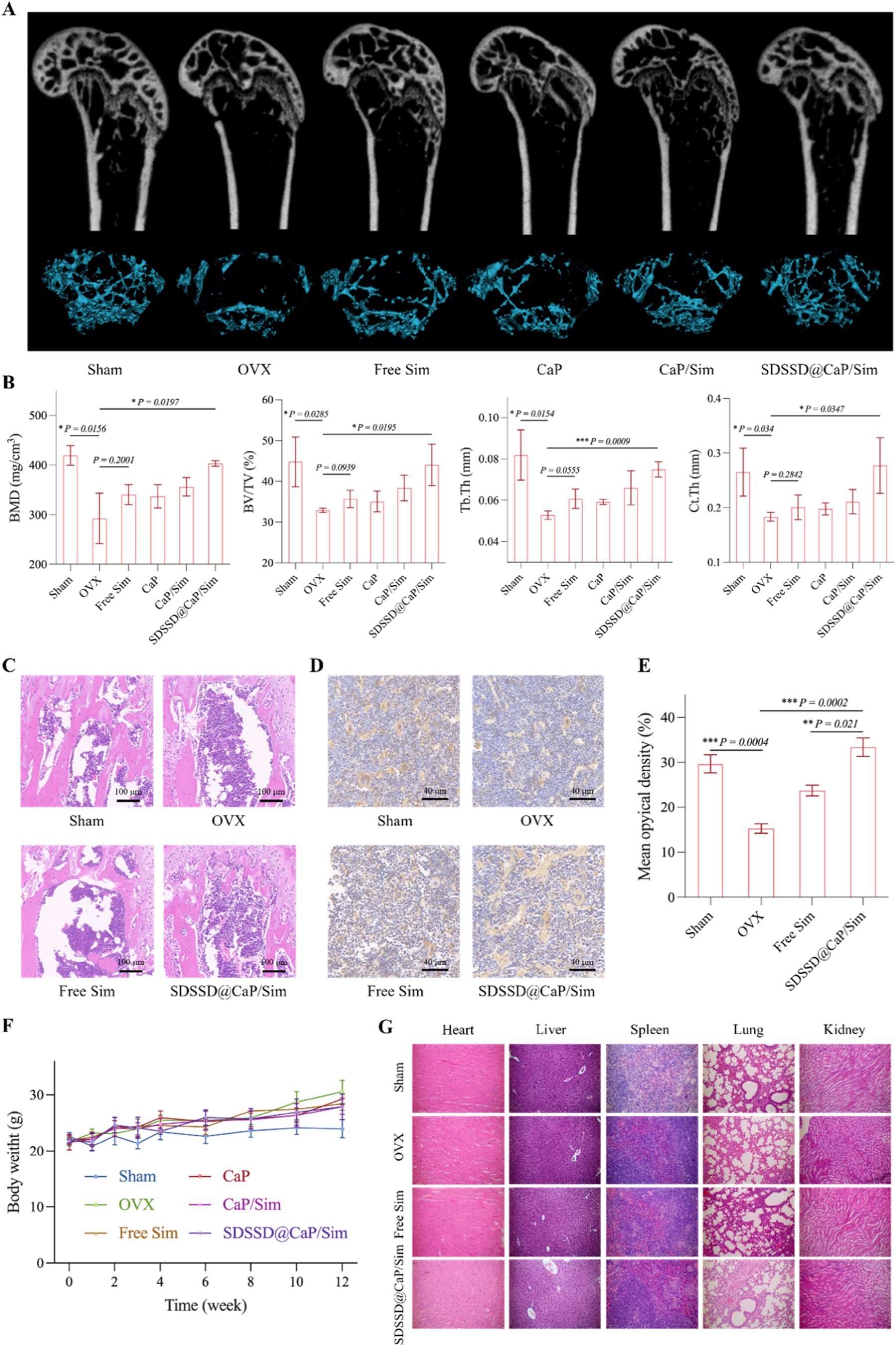 Periostin-targeted SDSSD peptide decorated calcium phosphate ...