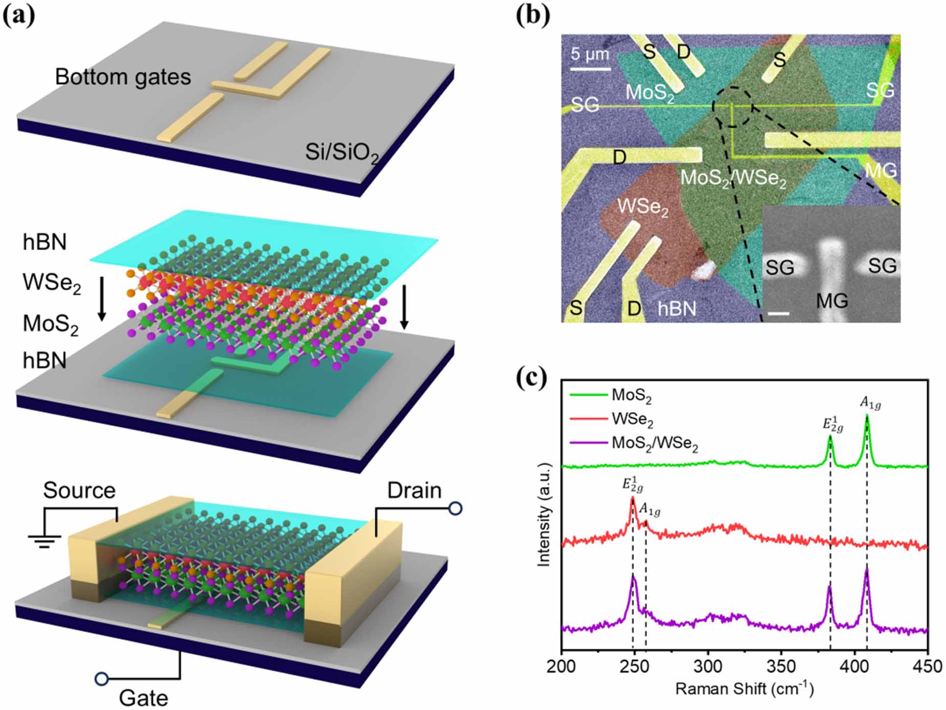 Electrostatic control of transconductance oscillations in MoS2/WSe2 ...