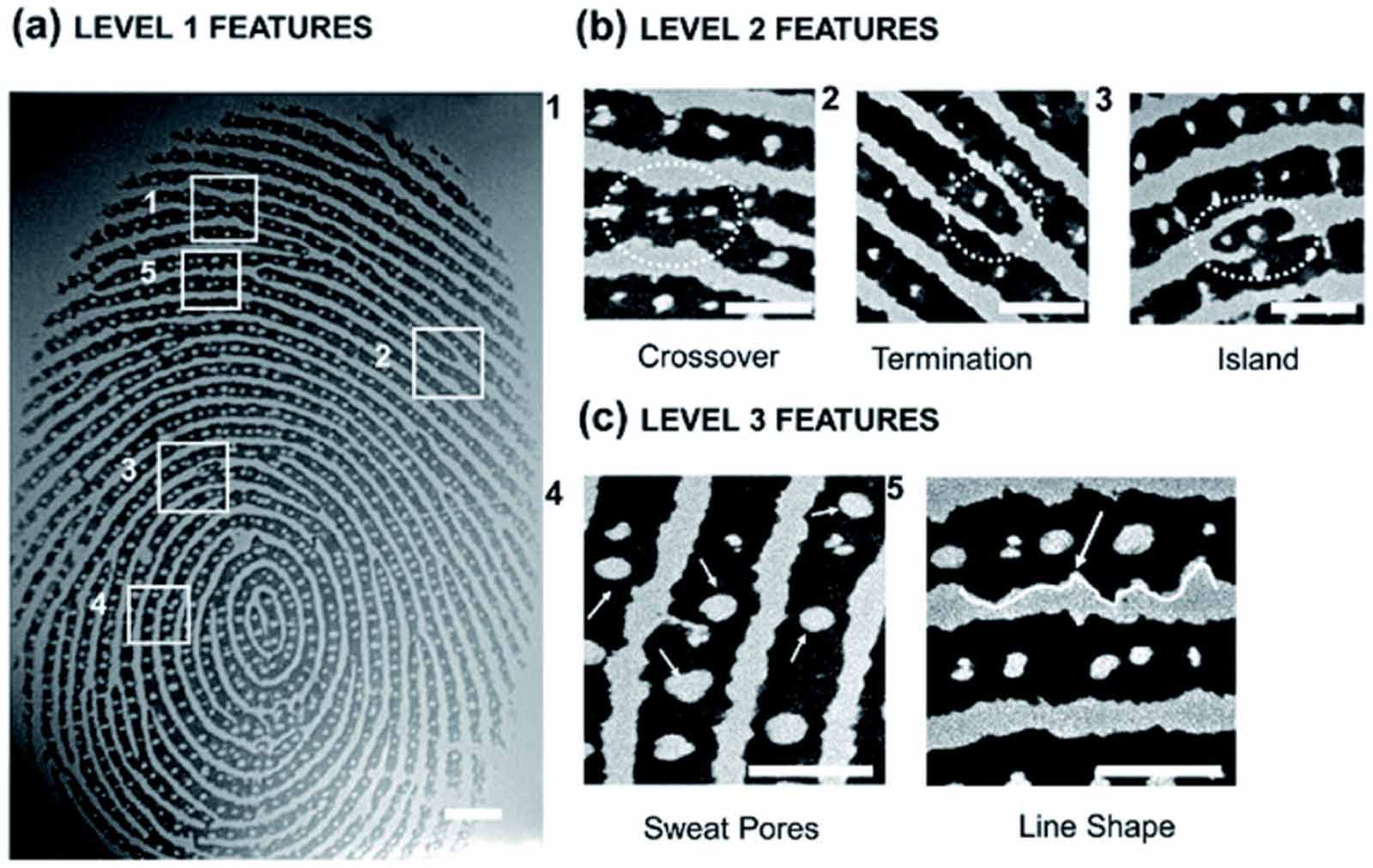 Luminescent nanomaterials for developing high-contrast latent ...