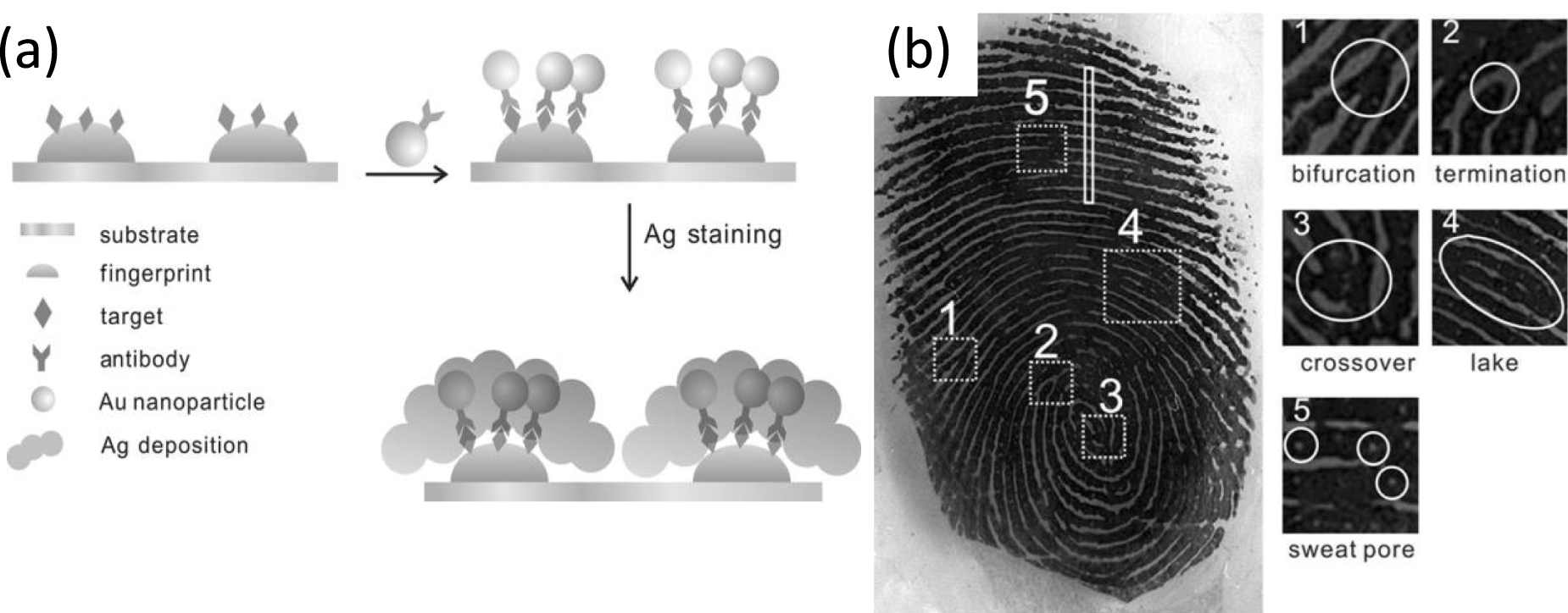 Luminescent nanomaterials for developing high-contrast latent ...