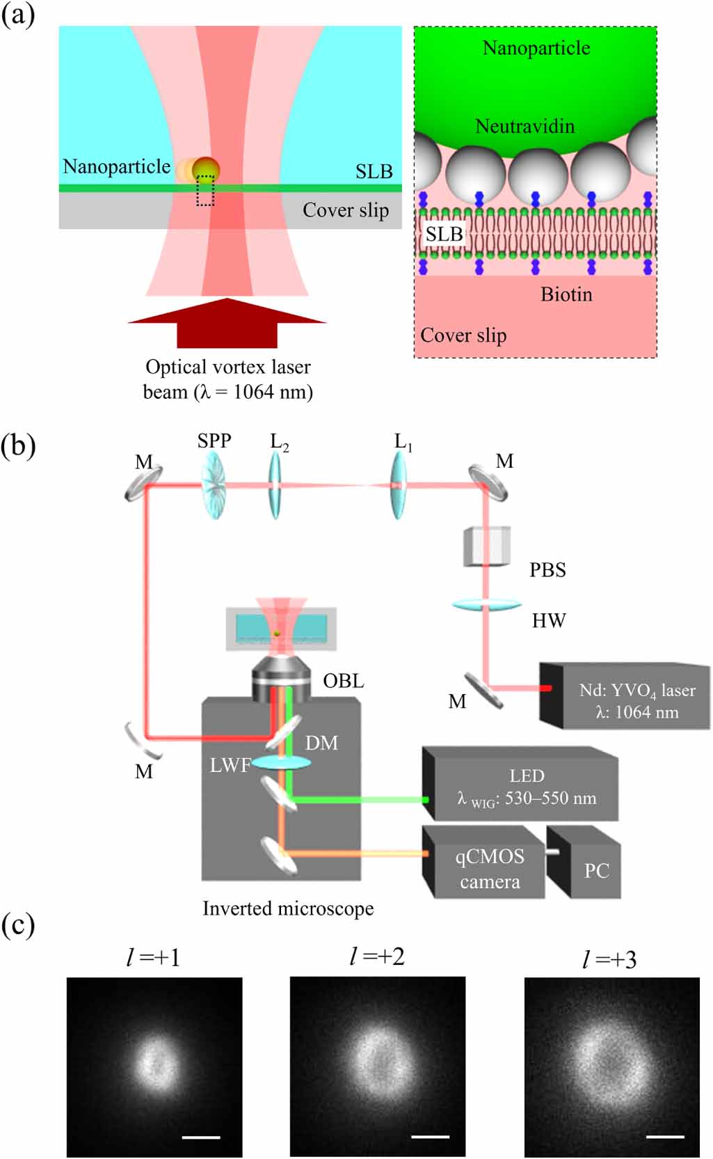 Two-dimensional rotational manipulation of nanoparticles on lipid ...