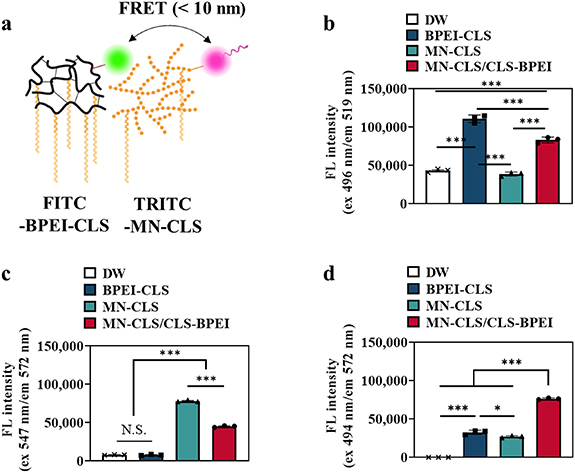 Supramolecular assembly of cholesterol-conjugated mannan and ...
