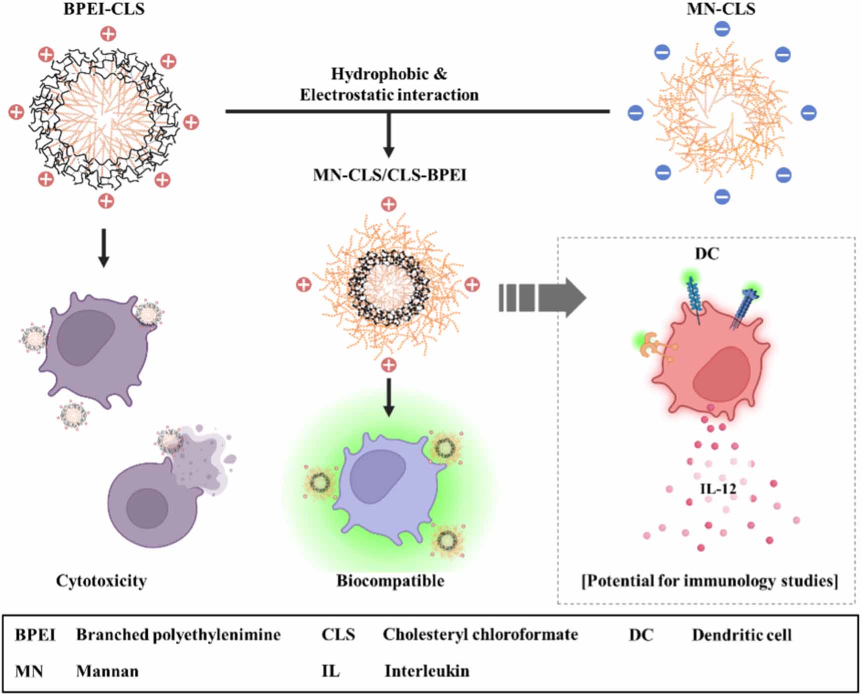 Supramolecular assembly of cholesterol-conjugated mannan and ...