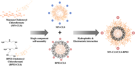 Supramolecular assembly of cholesterol-conjugated mannan and ...