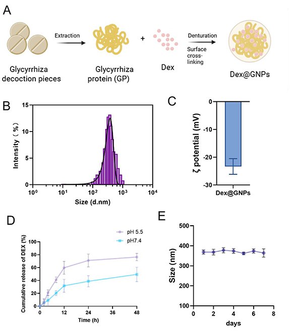 Dexamethasone-loaded glycyrrhiza protein nanoparticles reprogram ...