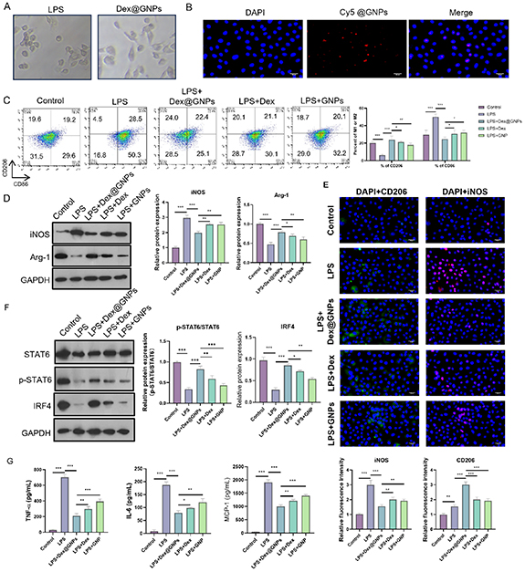 Dexamethasone-loaded glycyrrhiza protein nanoparticles reprogram ...