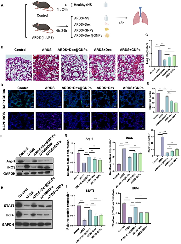 Dexamethasone-loaded glycyrrhiza protein nanoparticles reprogram ...