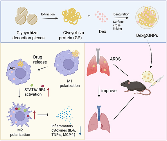 Dexamethasone-loaded glycyrrhiza protein nanoparticles reprogram ...