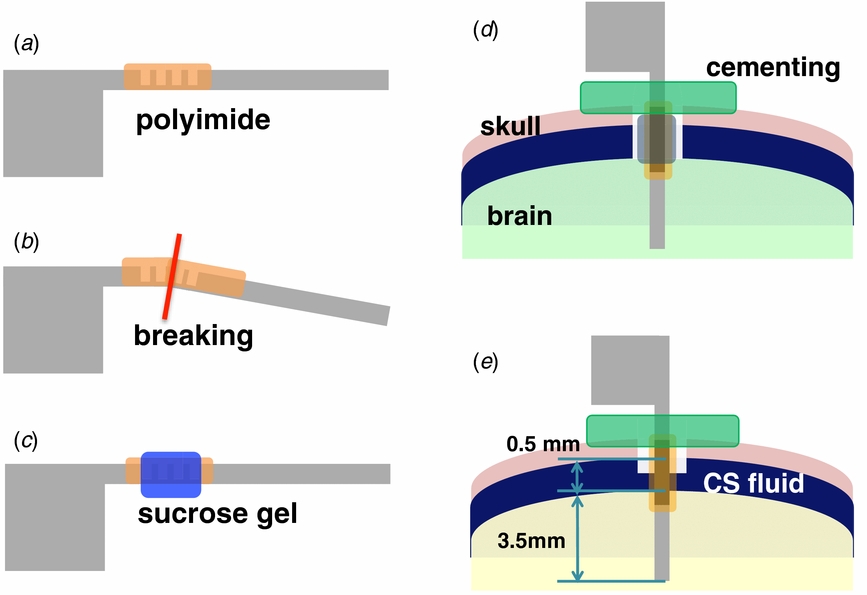 Partially flexible MEMS neural probe composed of polyimide and sucrose ...