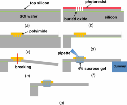 Partially flexible MEMS neural probe composed of polyimide and sucrose ...
