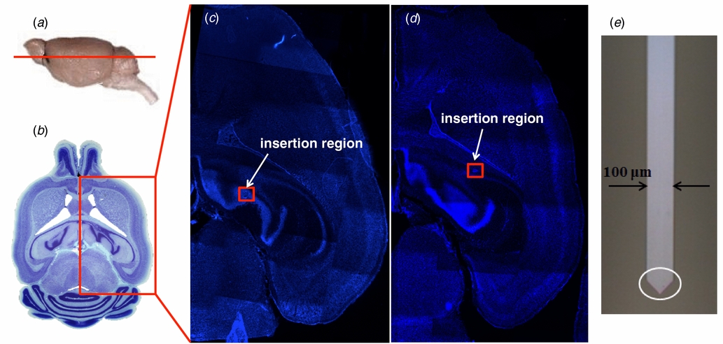 Partially flexible MEMS neural probe composed of polyimide and sucrose ...