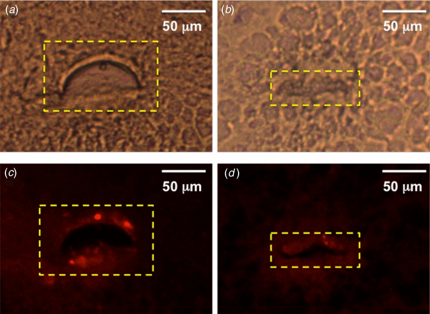 Partially flexible MEMS neural probe composed of polyimide and sucrose ...