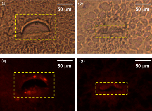 Partially flexible MEMS neural probe composed of polyimide and sucrose ...