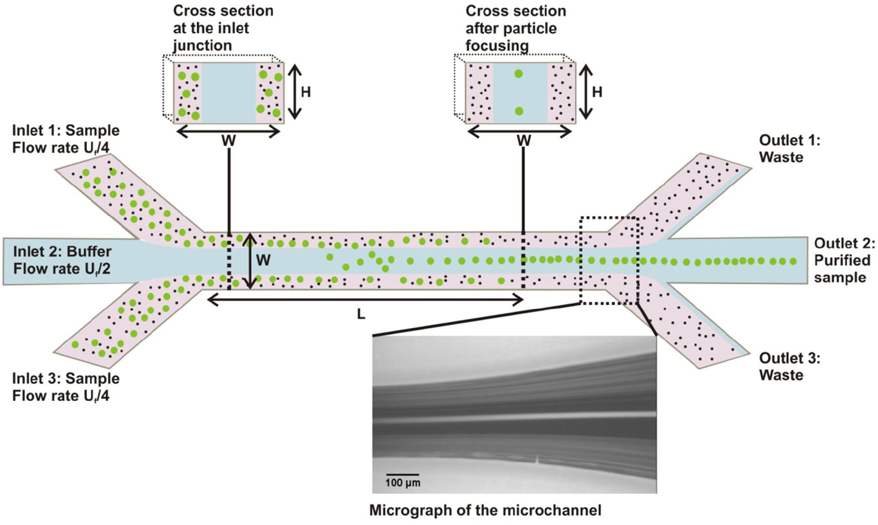 Purification of microalgae from bacterial contamination using a ...