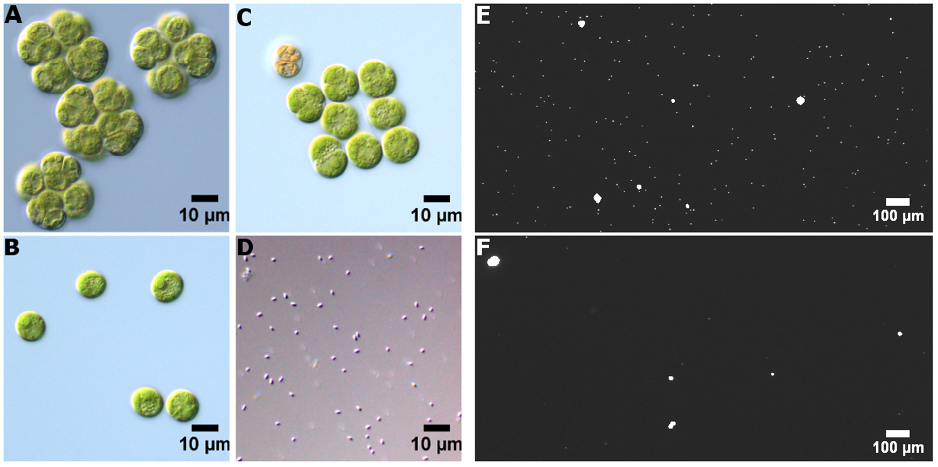 Purification of microalgae from bacterial contamination using a ...
