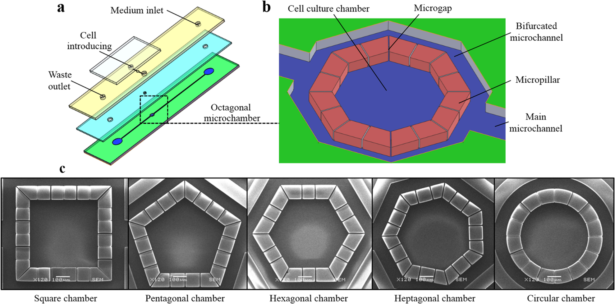 Uniform, stable supply of medium for in vitro cell culture using a ...
