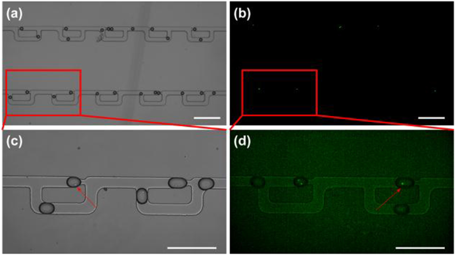 High efficiency single-cell capture based on microfluidics for single ...
