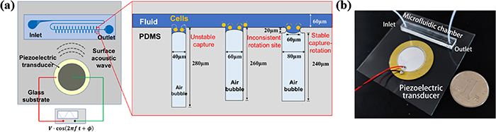 High-throughput acoustofluidic microchannels for single cell rotation ...